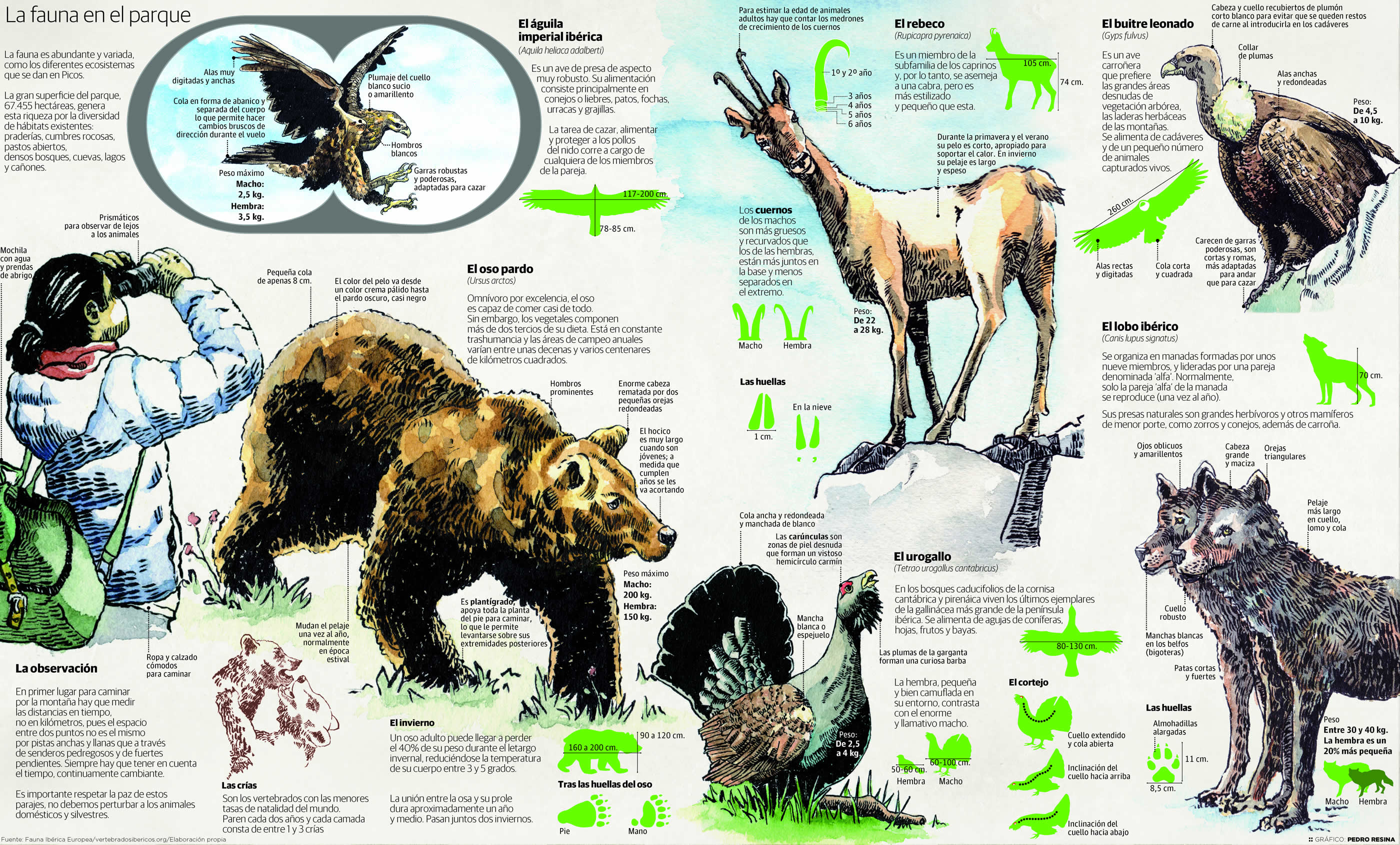 Fauna y flora - Picos de Europa