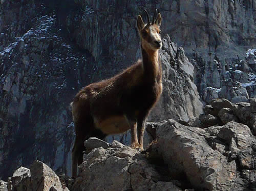Fauna y flora - Picos de Europa